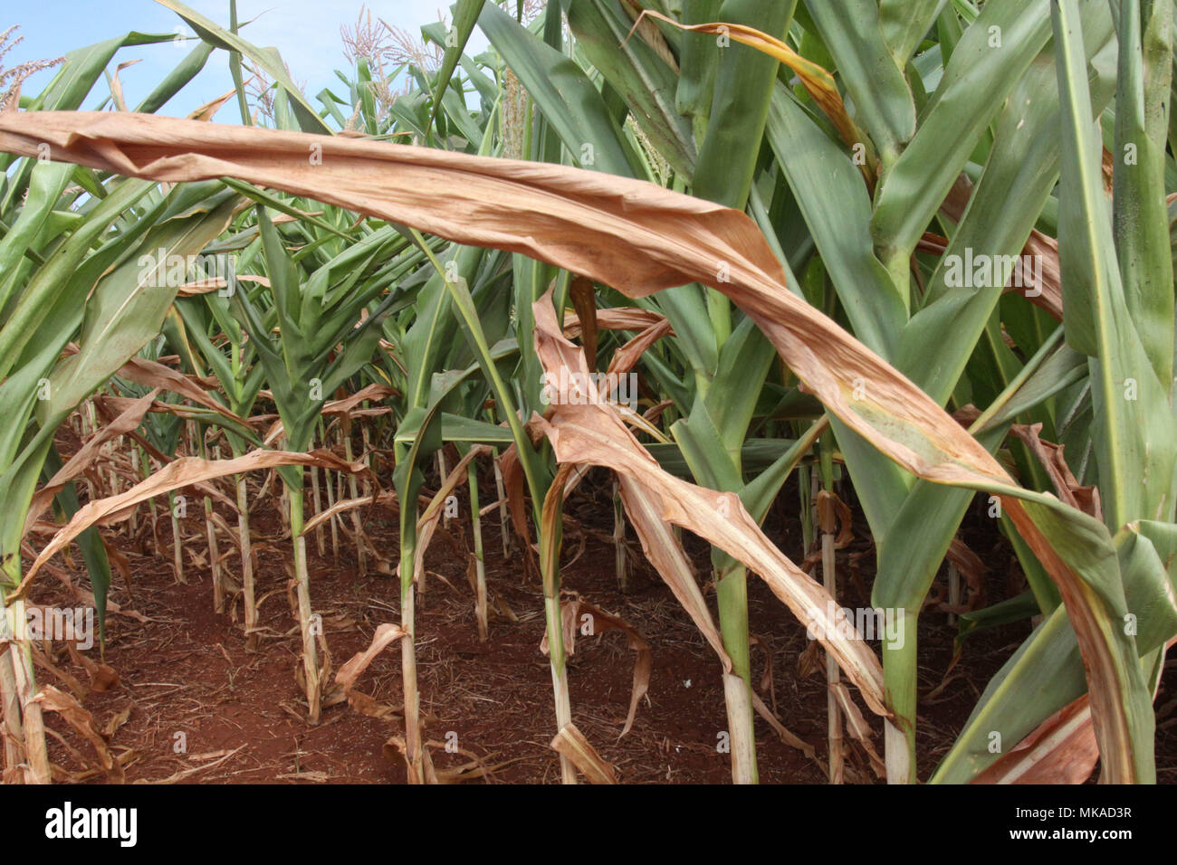 Maize losses hi-res stock photography and images - Alamy