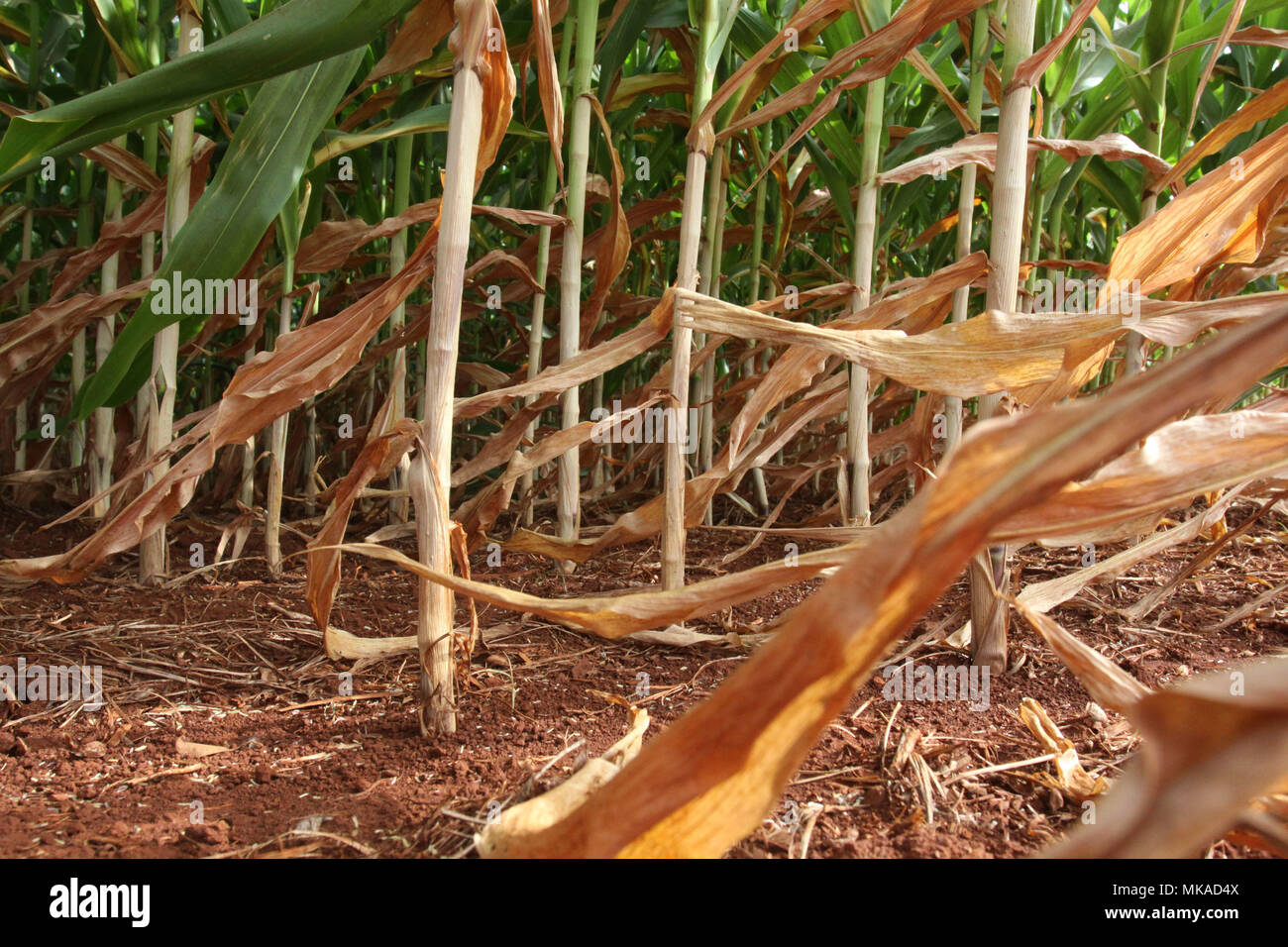Maize losses hi-res stock photography and images - Alamy