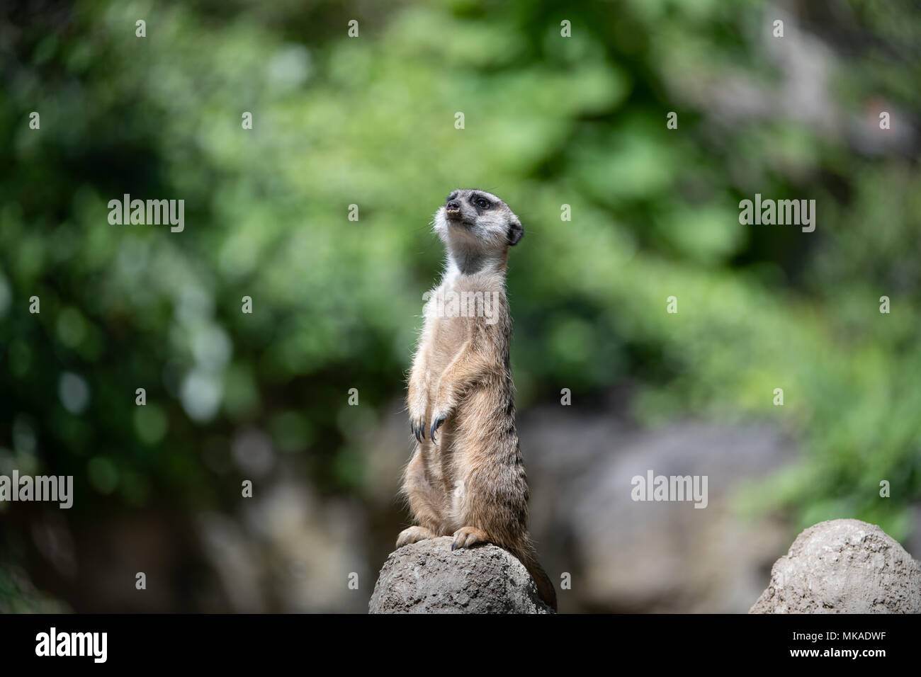 Berlin, Germany. 7th May, 2018. A meerkat on a stone and observing its ...
