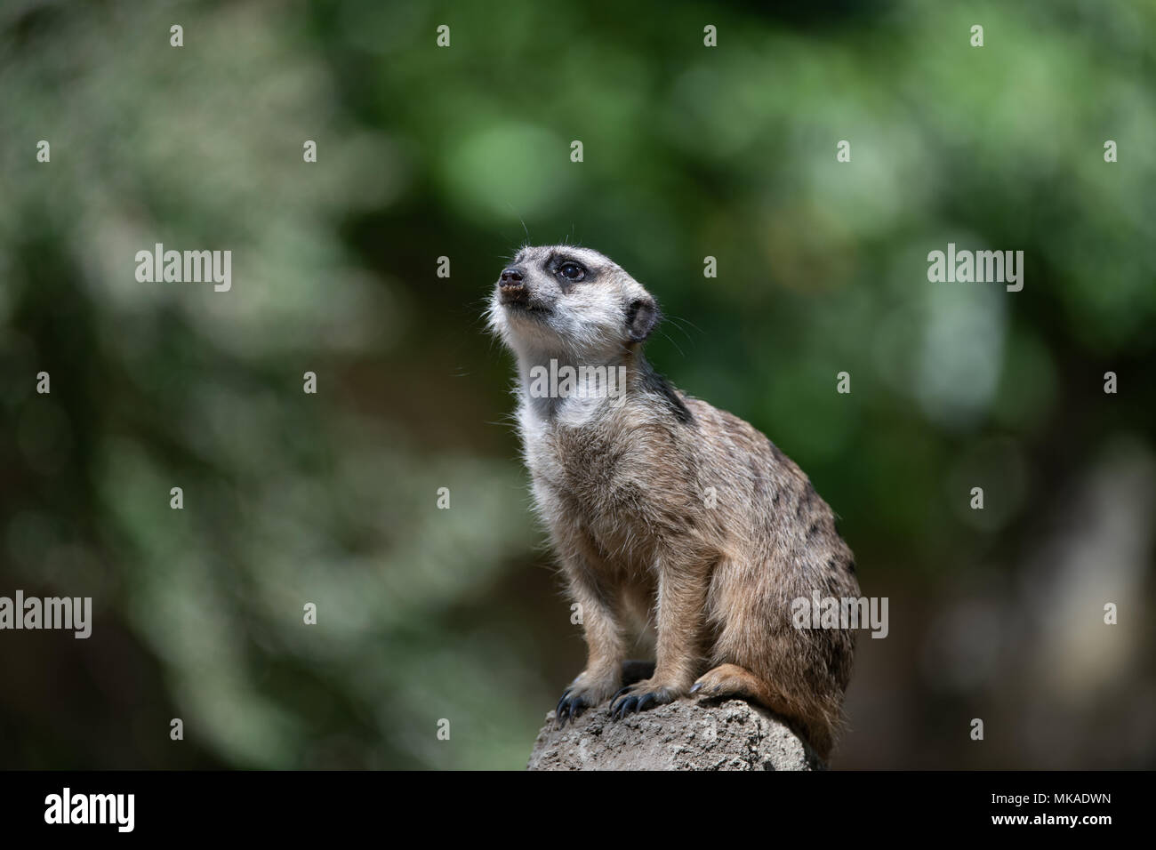 Berlin, Germany. 7th May, 2018. A meerkat on a stone and observing its ...