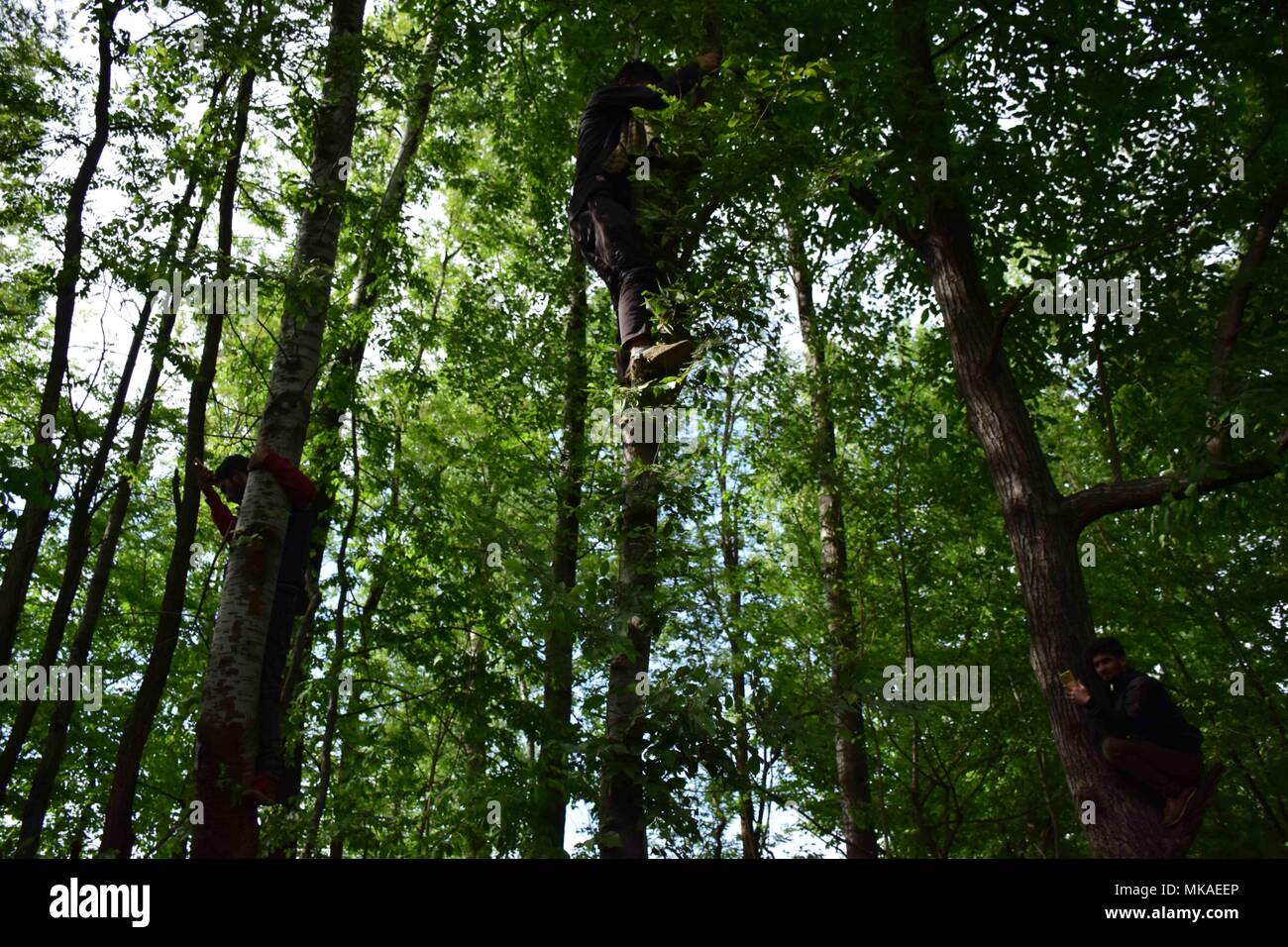 May 6, 2018 - Shopian, Jammu & Kashmir, India - People climbed on trees ...