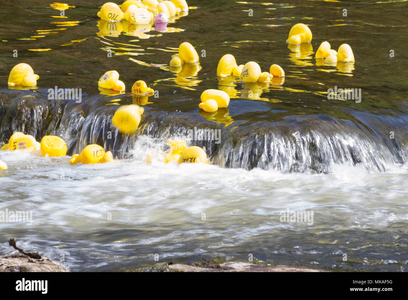 Raft of plastic ducks hi-res stock photography and images - Alamy