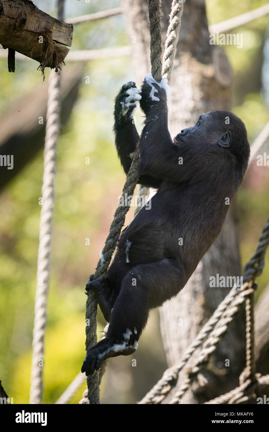Gorilla Climbing Tree High Resolution Stock Photography and Images - Alamy