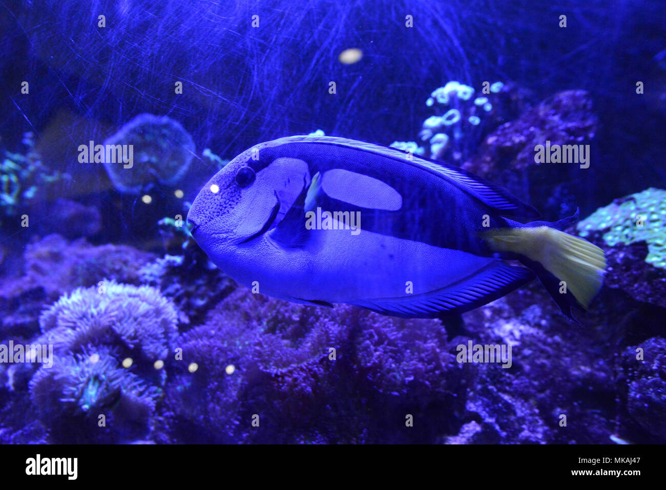 Aquarius sp hi-res stock photography and images - Alamy