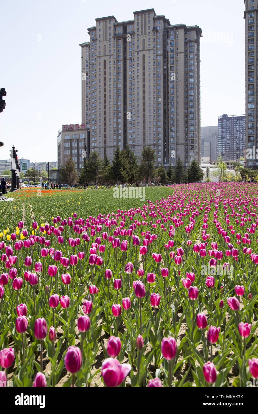 Jili, Jili, China. 7th May, 2018. Jilin, CHINA-7th May 2018: Tulips ...
