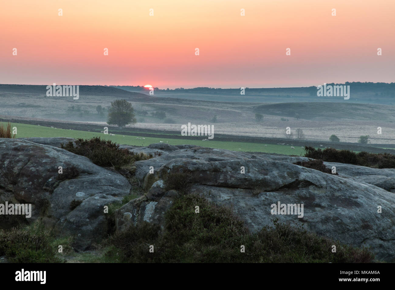 Peak district cattle mist hi-res stock photography and images - Alamy