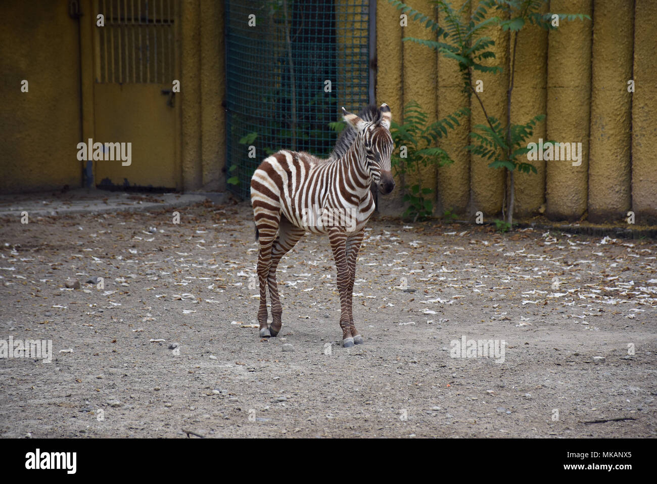 Beijing, Beijing, China. 8th May, 2018. Beijing, CHINA-7th May 2018 ...