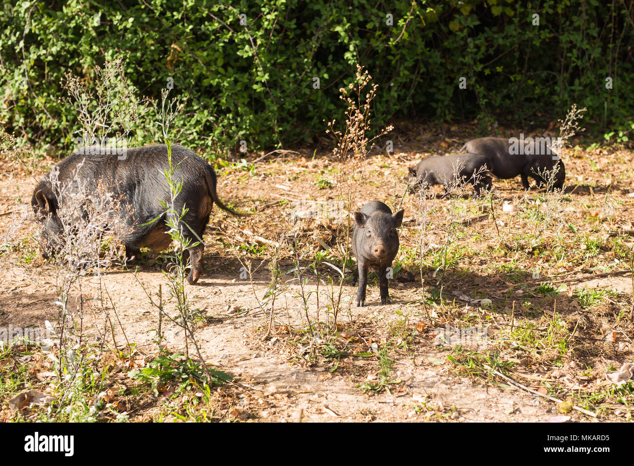 Baby wild pigs Stock Photo - Alamy