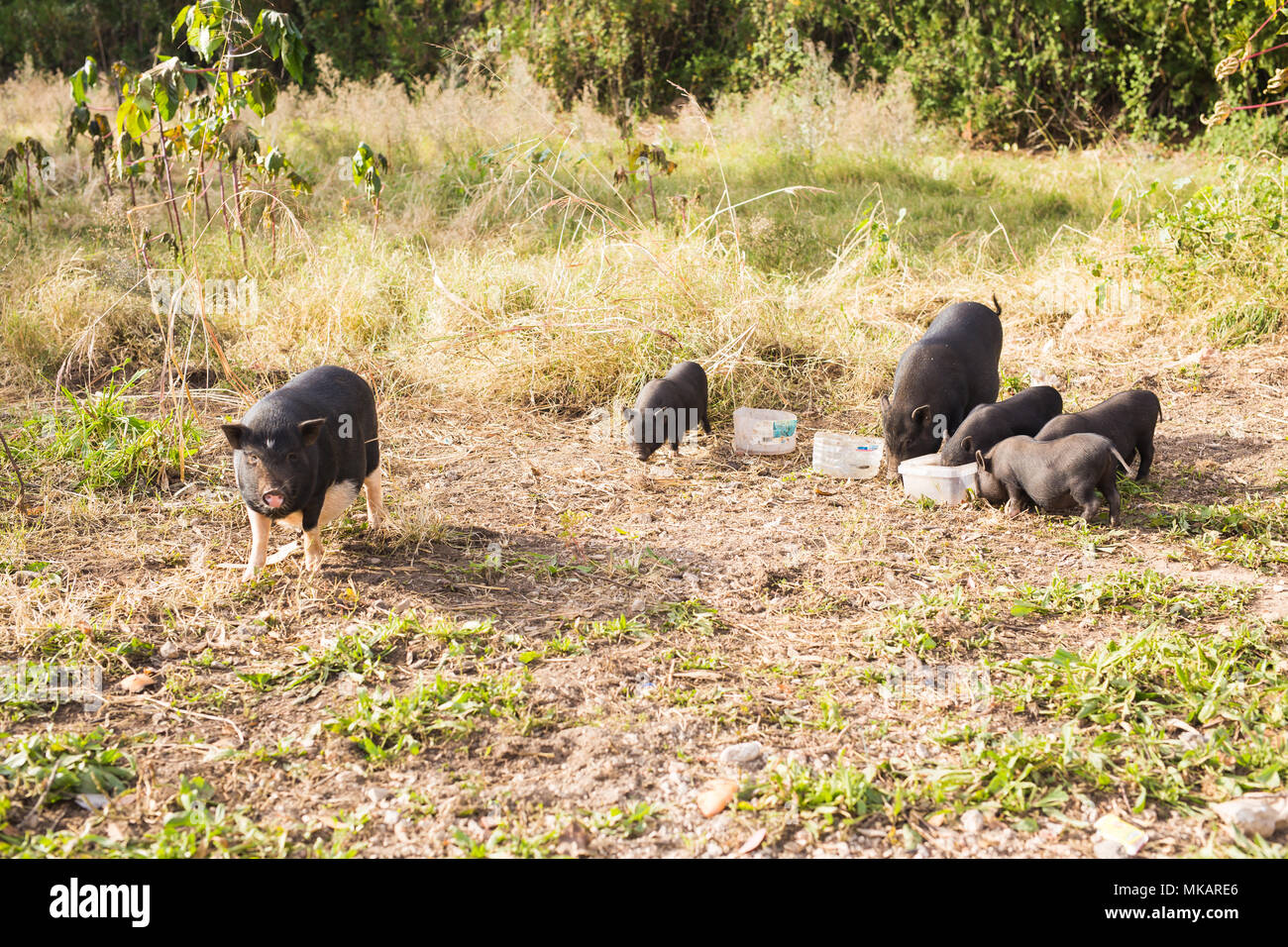 Baby wild pigs Stock Photo - Alamy