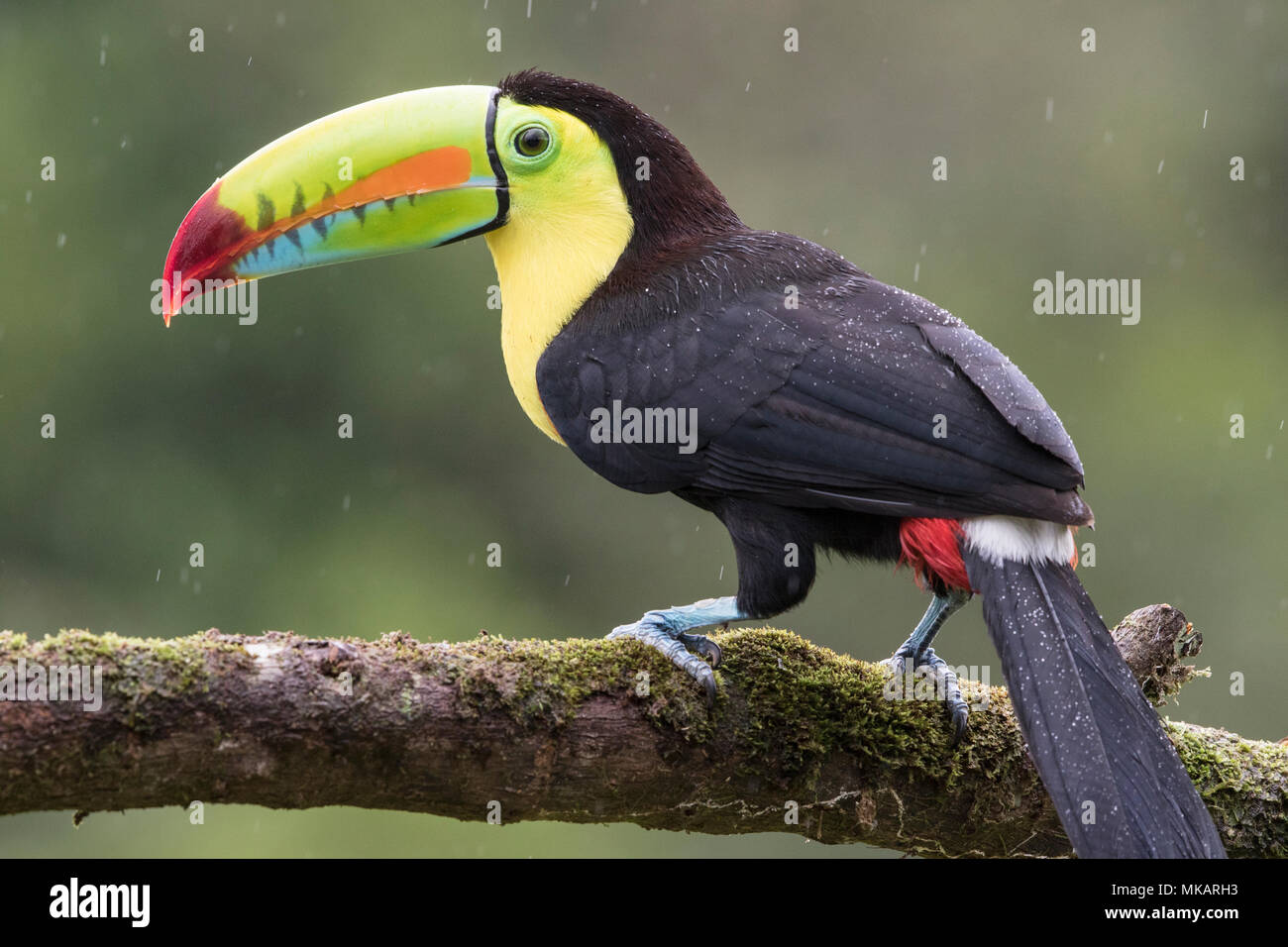 keel-billed toucan Ramphastos sulfuratus adult perched on branch in ...