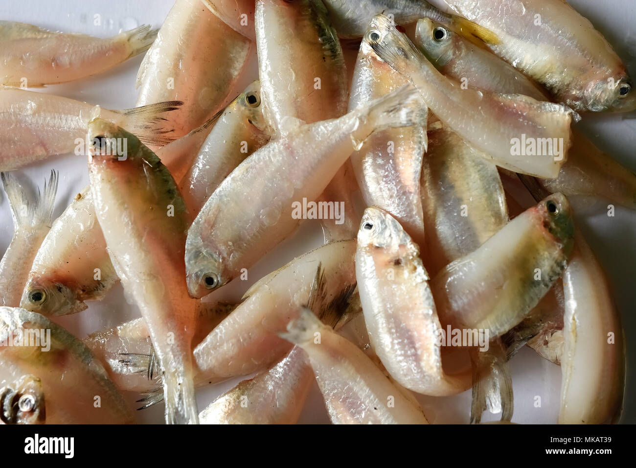Netholi fish hi-res stock photography and images - Alamy