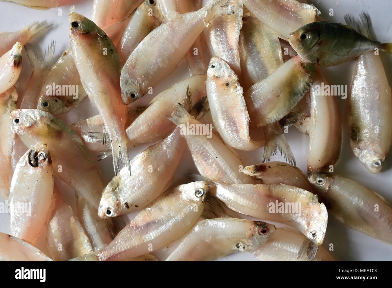 Fresh mackerel fish stack on white table Stock Photo - Alamy