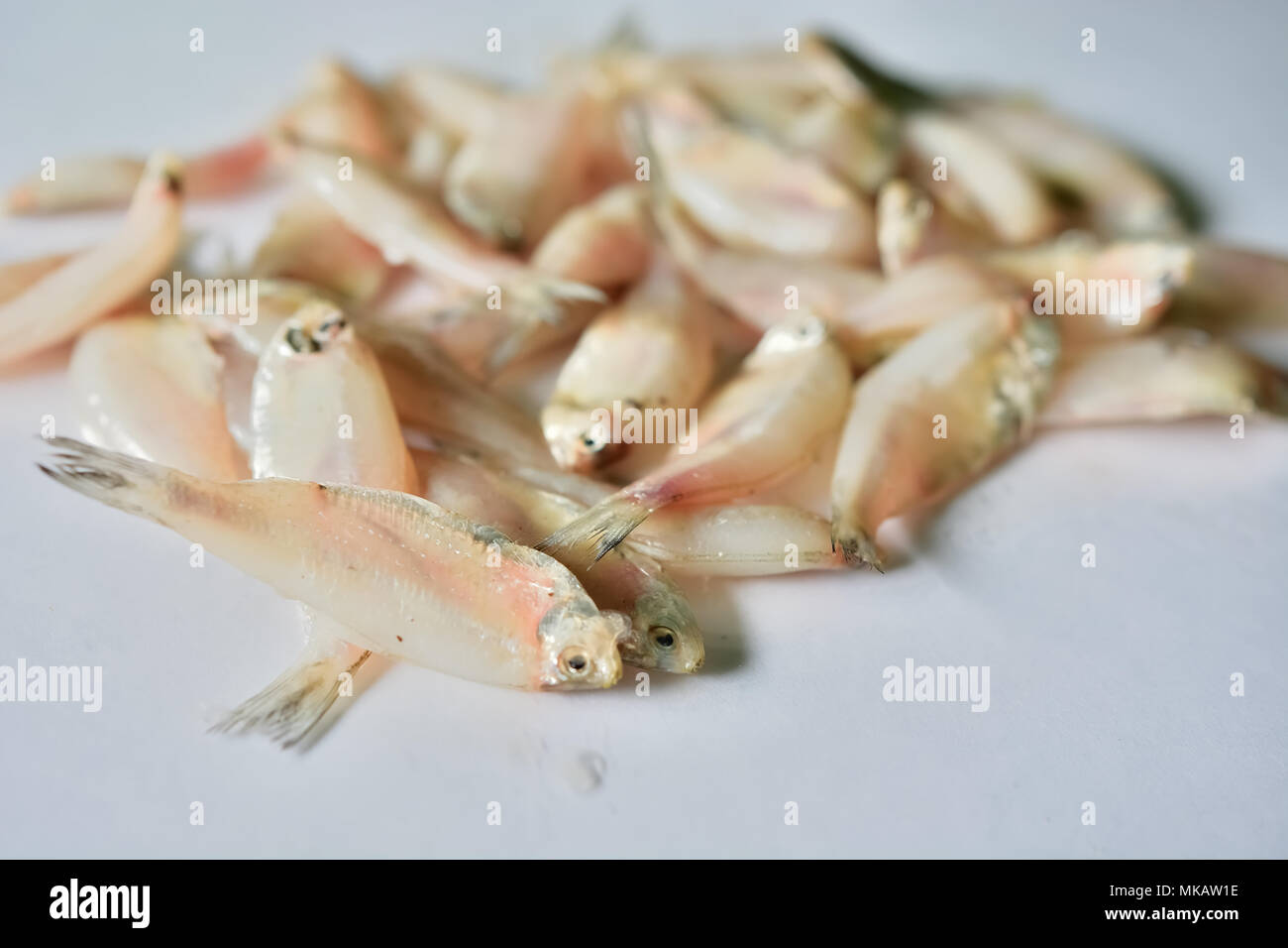 Netholi fish hi-res stock photography and images - Alamy