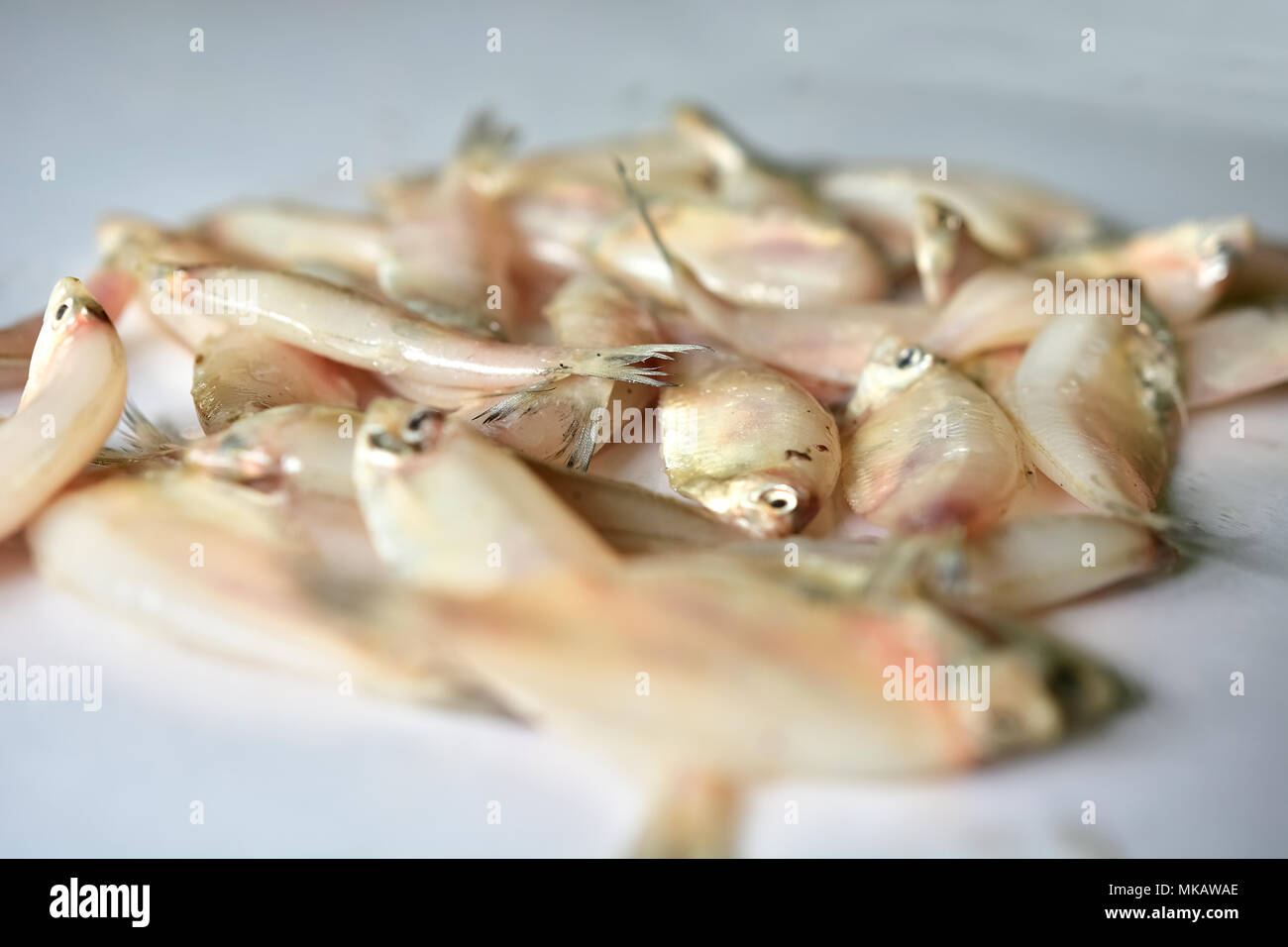 Netholi fish hi-res stock photography and images - Alamy