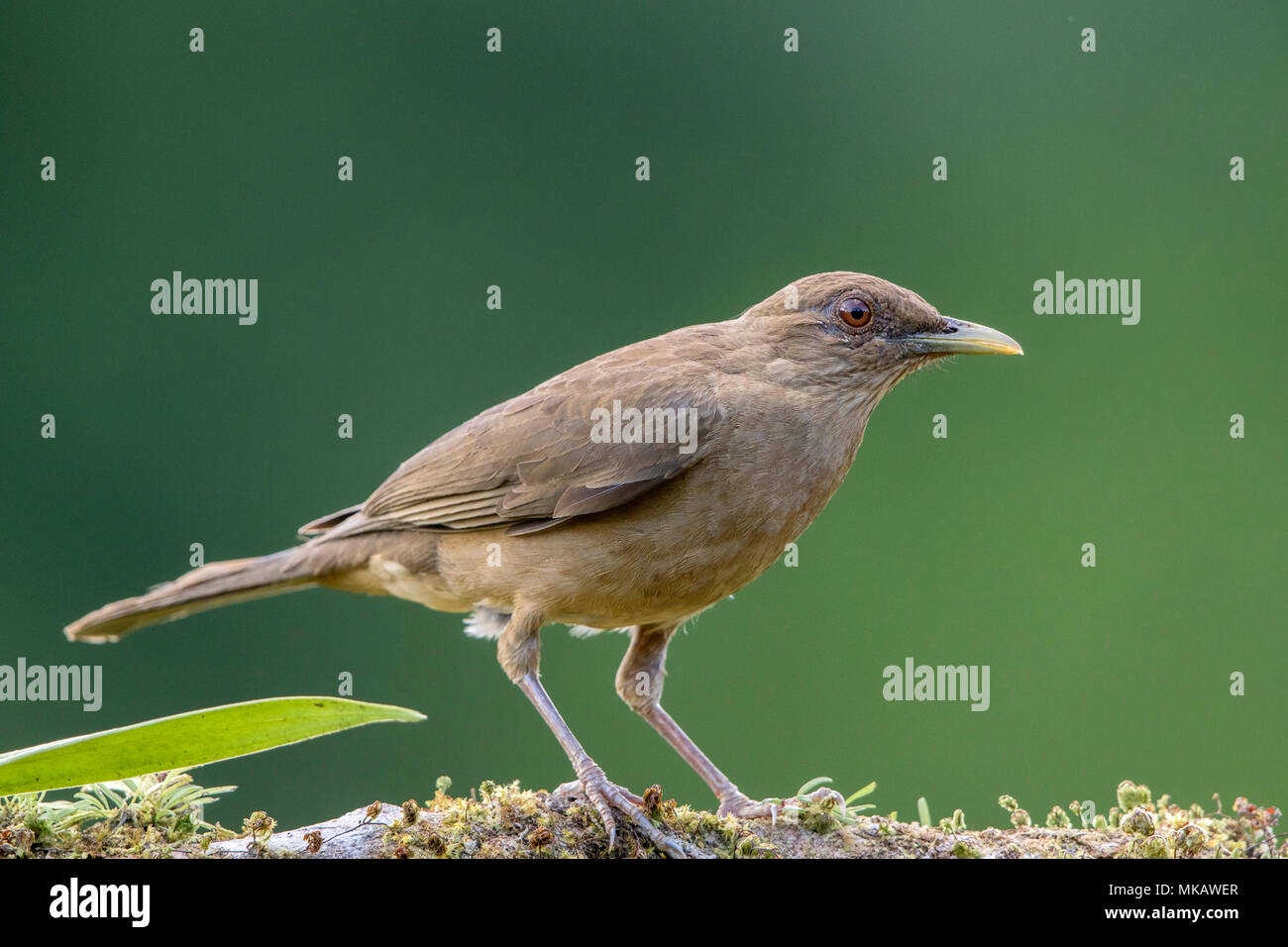 Clay colored robin bird hi-res stock photography and images - Alamy