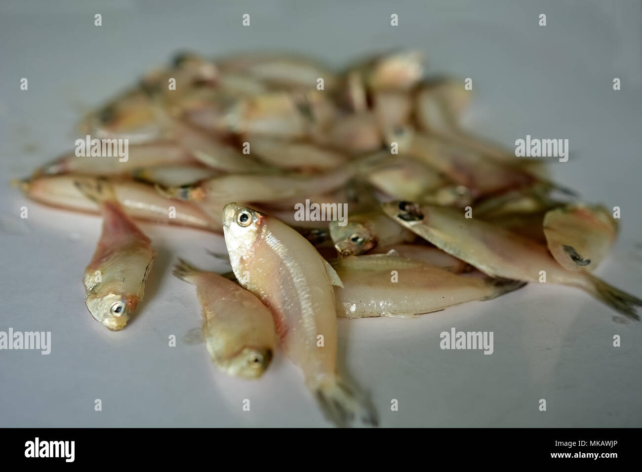Fresh mackerel fish stack on white table Stock Photo - Alamy