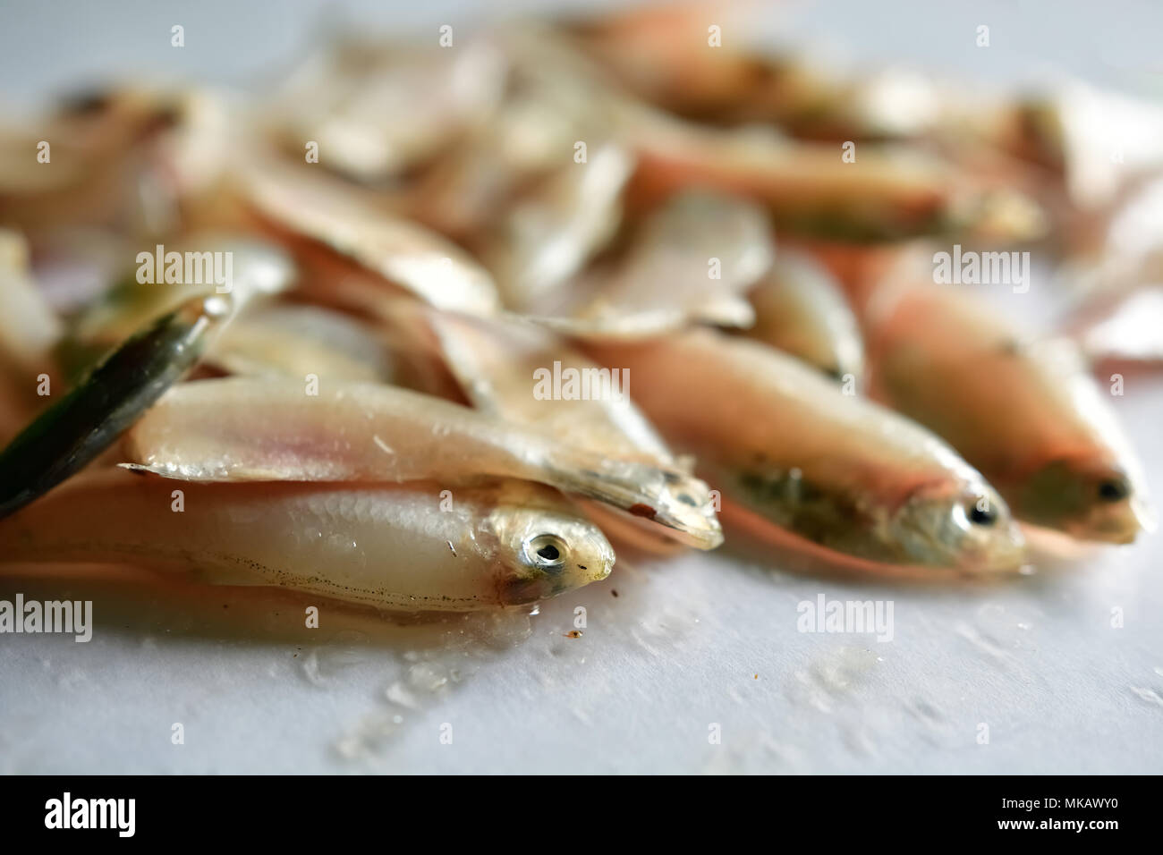 Fresh mackerel fish stack on white table Stock Photo - Alamy