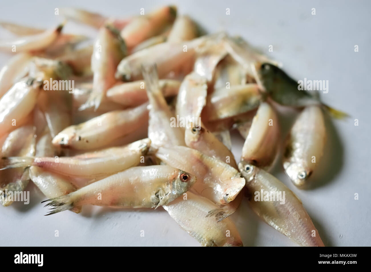 Fresh mackerel fish stack on white table Stock Photo - Alamy