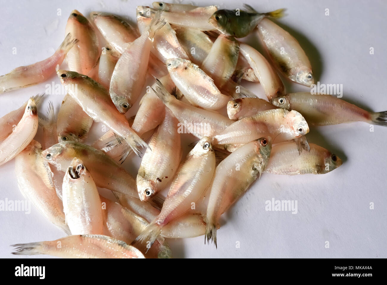Netholi fish hi-res stock photography and images - Alamy