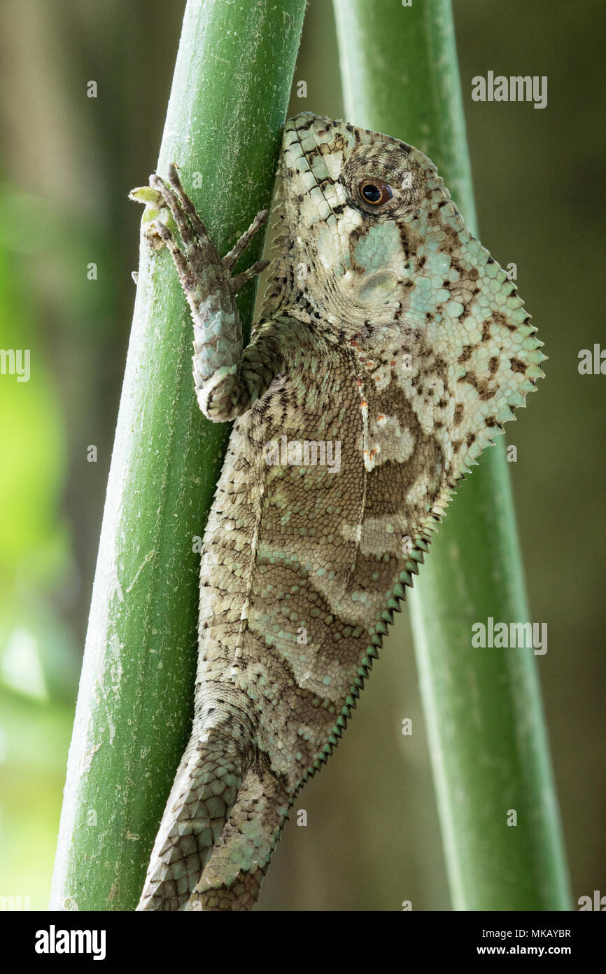 bighead anole Anolis capito adult resting on trunk of tree, Costa Rica ...