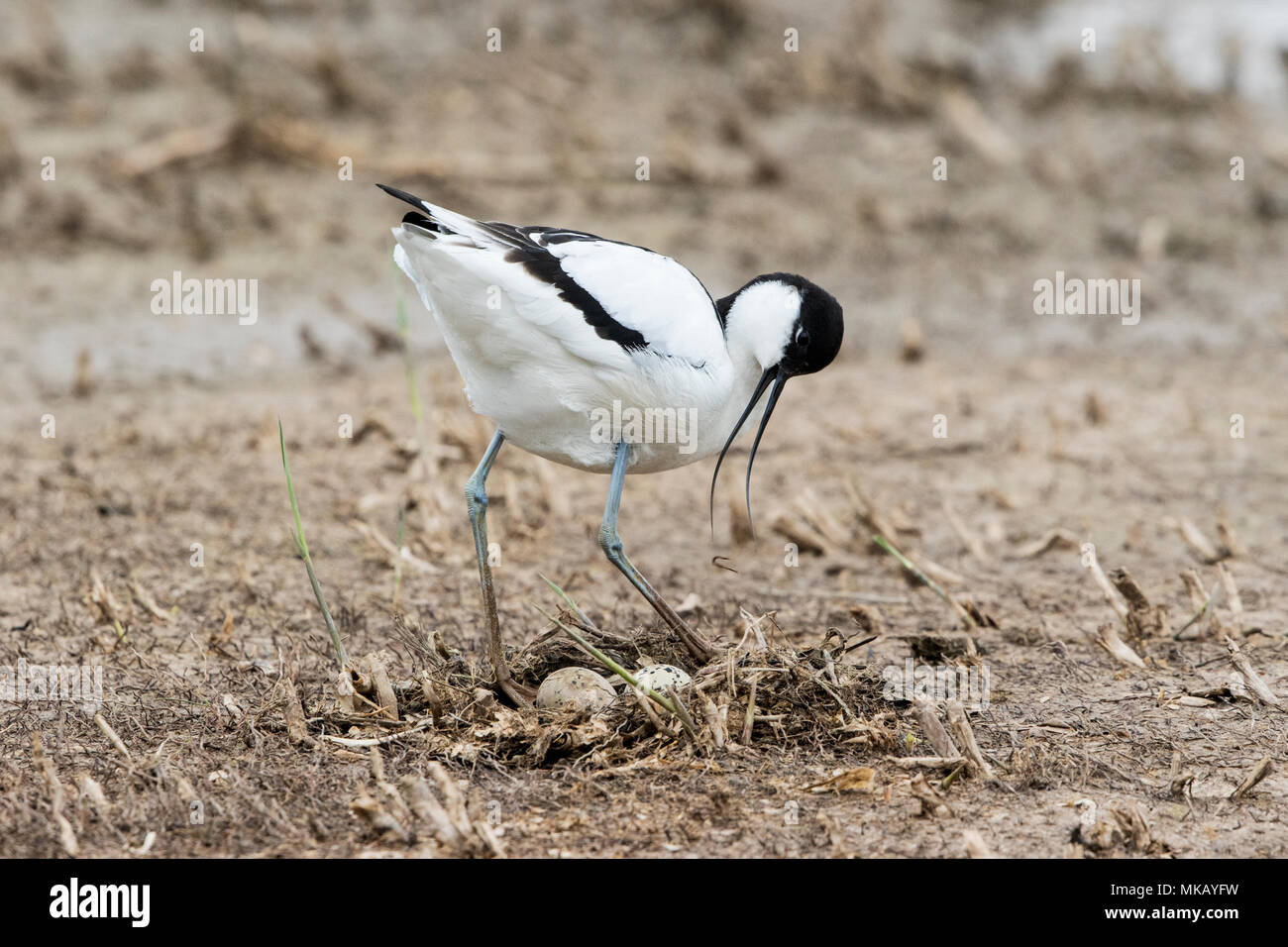 Avocet eggs hi-res stock photography and images - Alamy