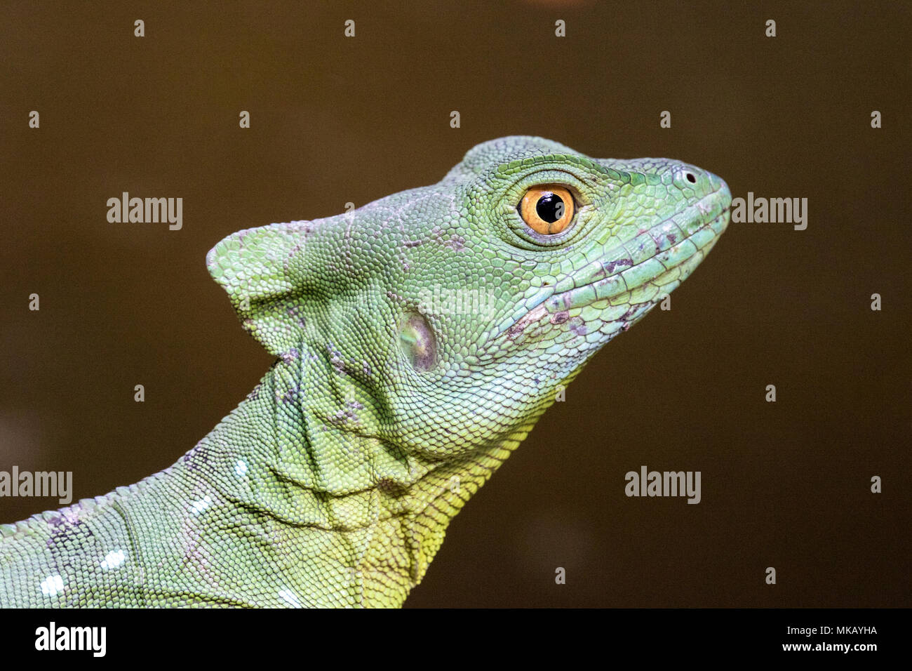 green basilisk or Jesus Christ lizard Basiliscus plumifrons adult ...