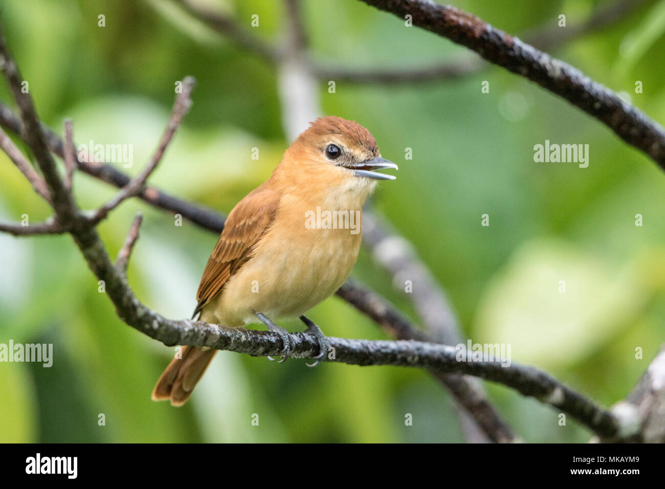 Cinnamon becards hi-res stock photography and images - Alamy