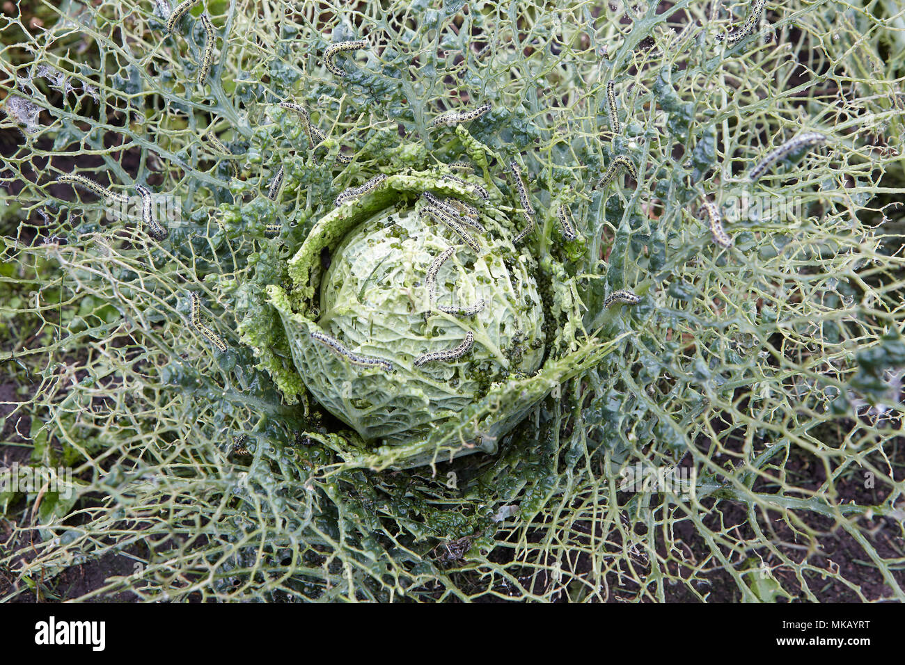 Home grown garden cabbages damaged and eaten by the caterpillars and ...