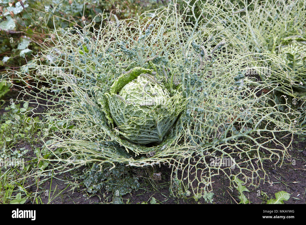 Home grown garden cabbages damaged and eaten by the caterpillars and ...
