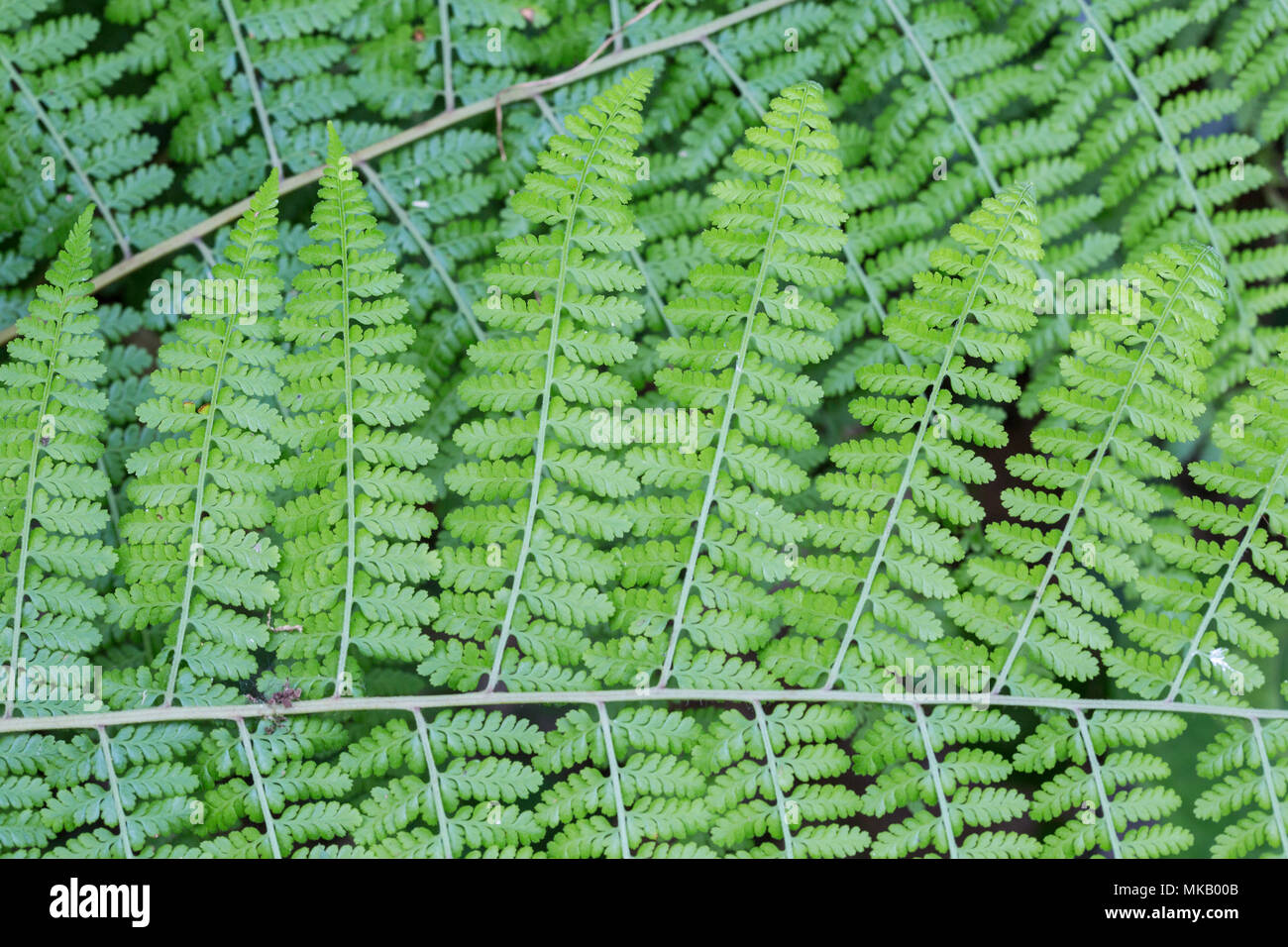 Spore patterns hi-res stock photography and images - Alamy