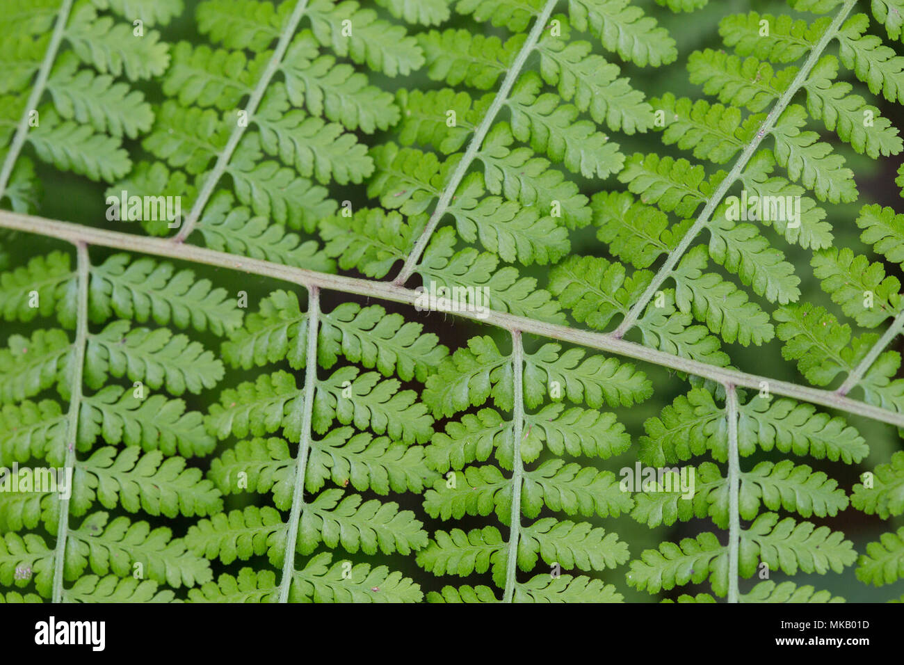 fern fronds in close up showing pattern of leaves, Costa Rica Stock ...