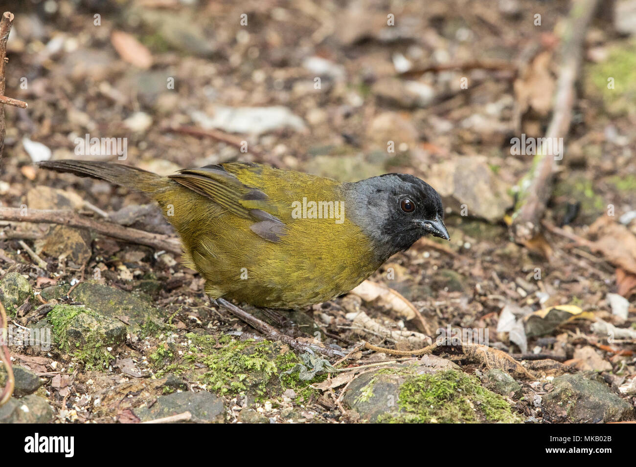 Large ground finches hi-res stock photography and images - Alamy