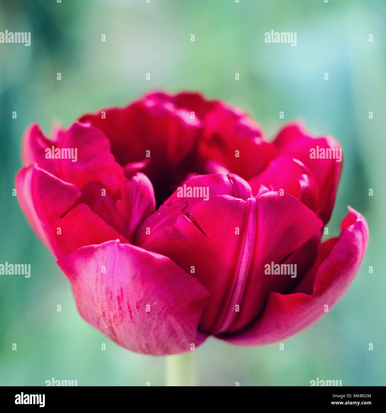 red tulip. photo Stock Photo - Alamy