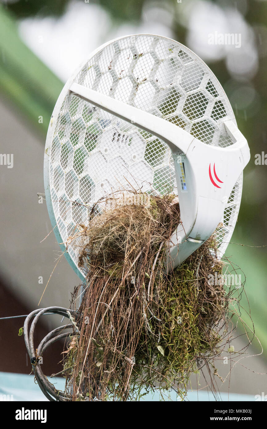 grey-capped flycatcher Myiozetetes granadensis nest built in satellite ...