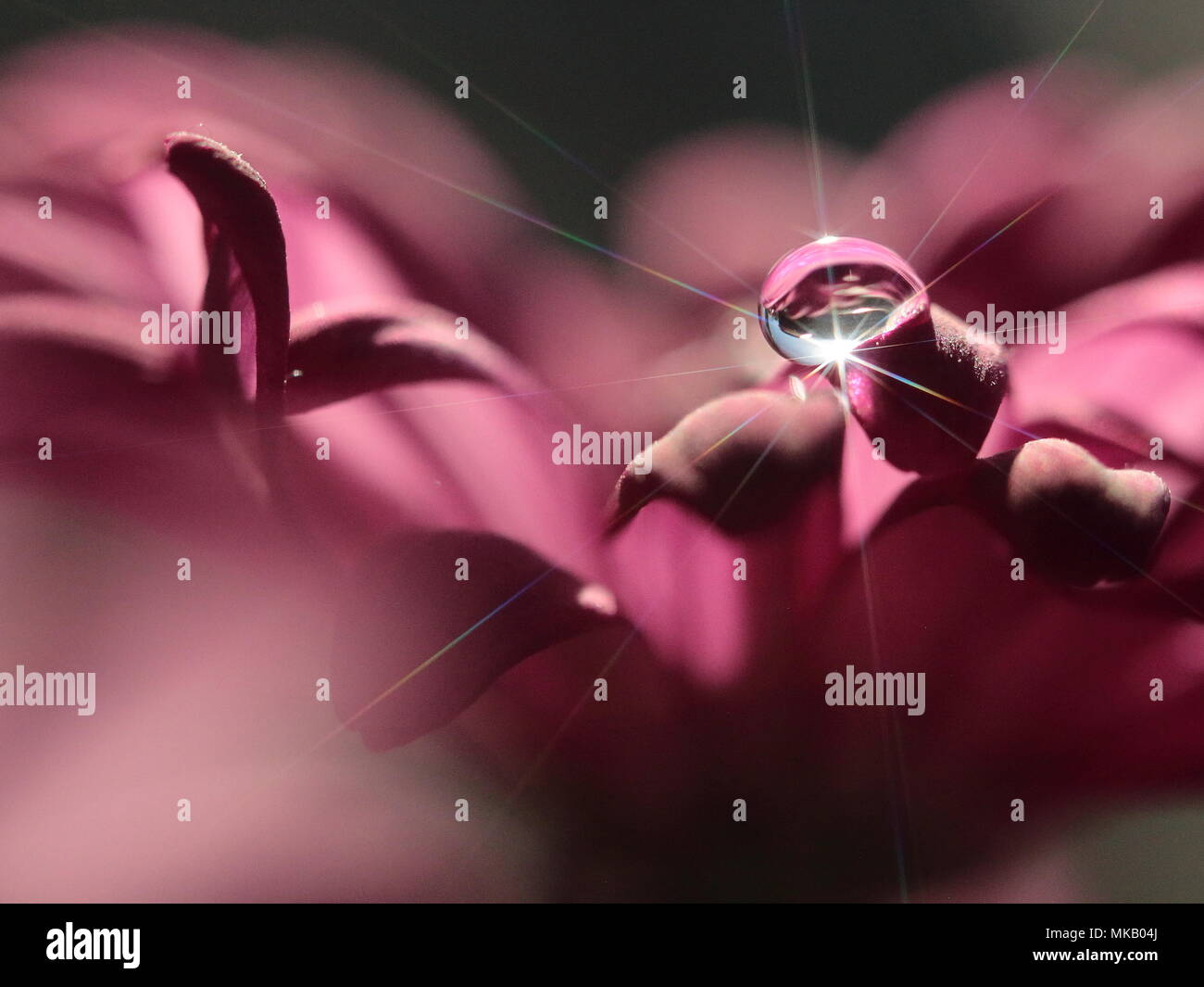 Pink Haze High Resolution Stock Photography and Images - Alamy