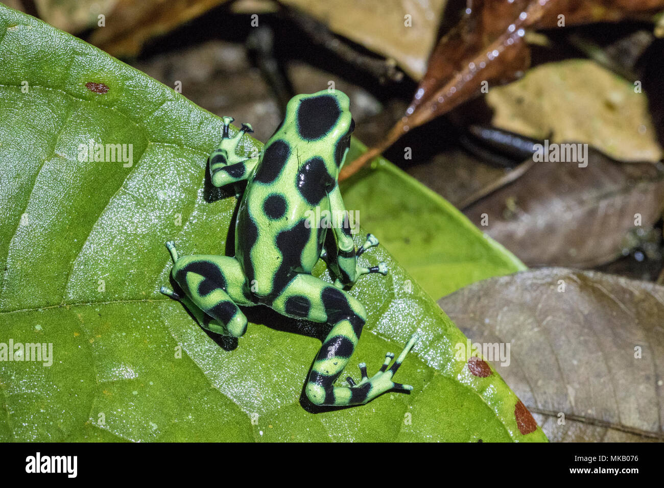 Green And Black Poison Frog