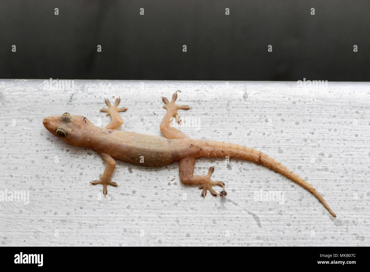common house gecko Hemidactylus frenatus adult clinging to vertical ...