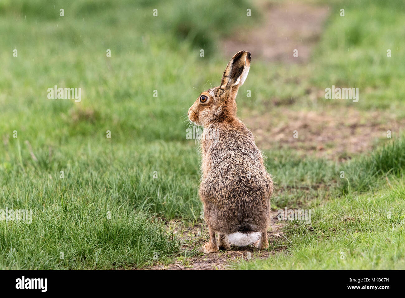 Hare forage hi-res stock photography and images - Alamy