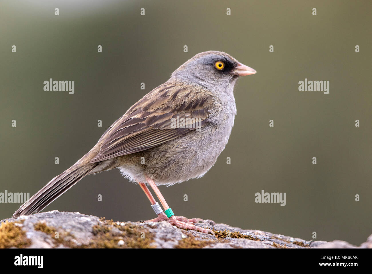 Vulcani vulcani vulcani hi-res stock photography and images - Alamy