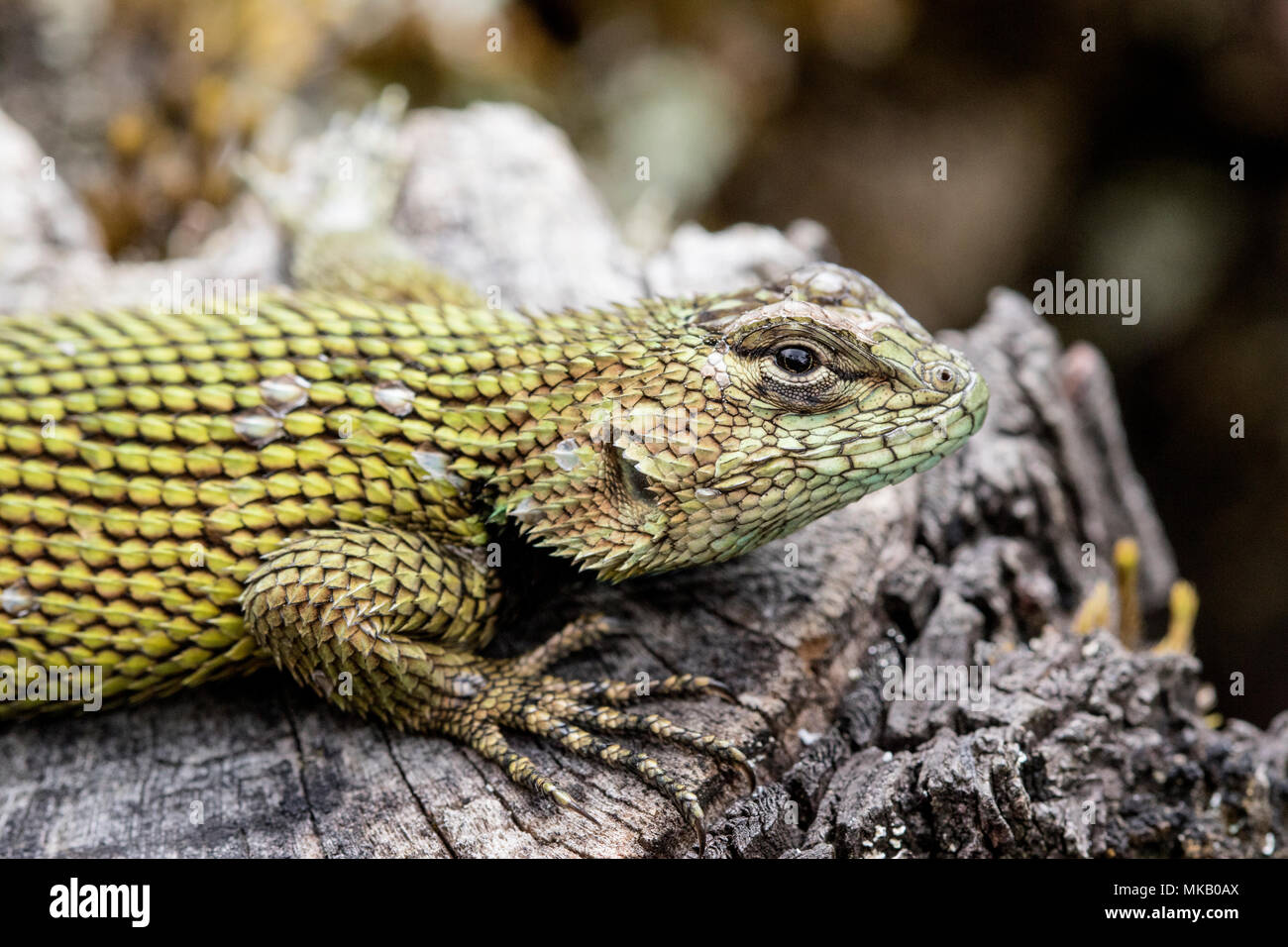 green spiny lizard Sceloporus malachiticusadult resting on log, Costa ...