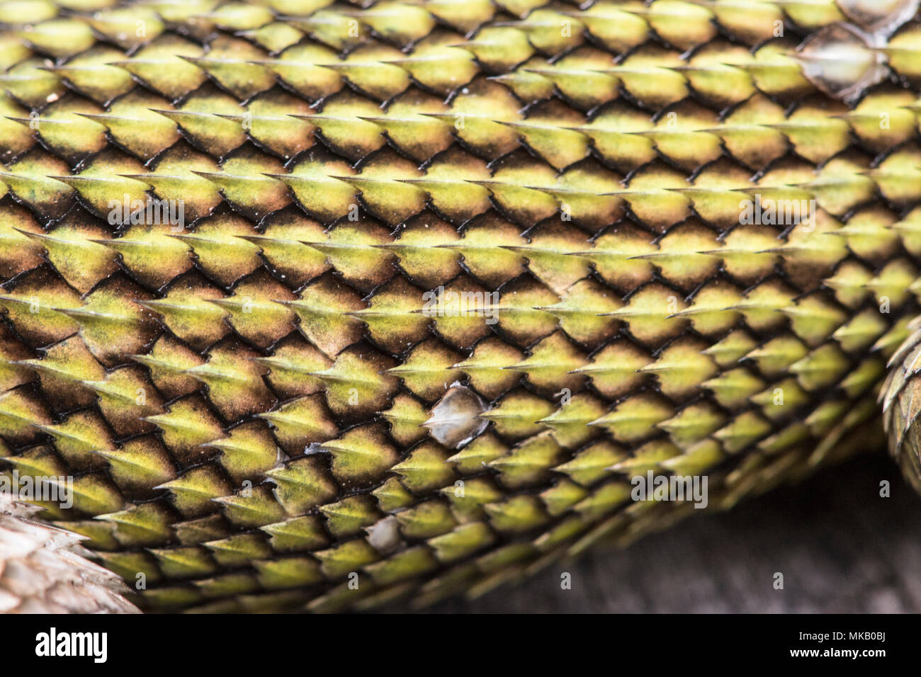 green spiny lizard Sceloporus malachiticusadult resting on log, Costa ...