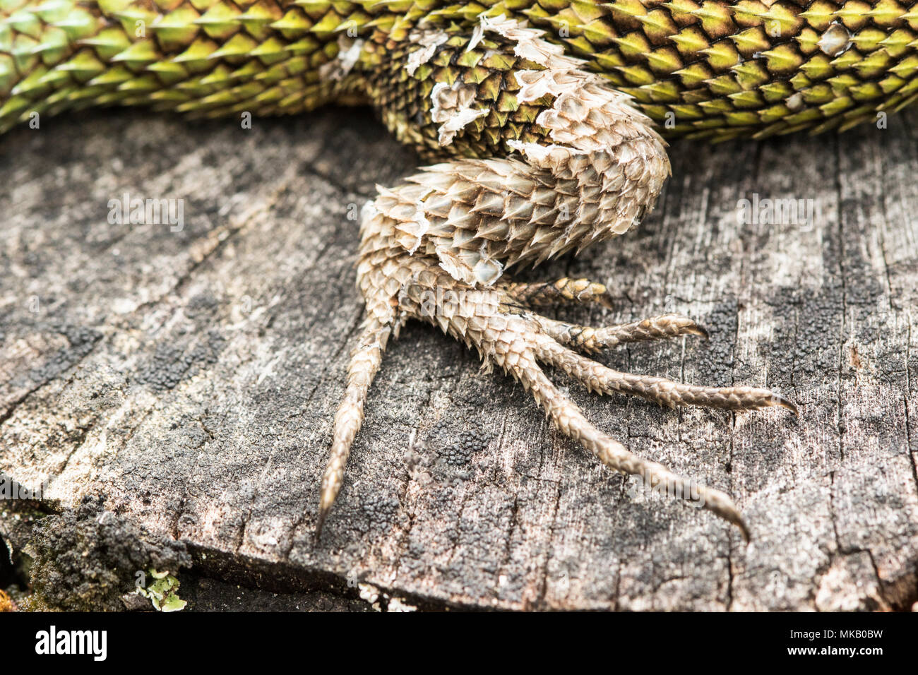 green spiny lizard Sceloporus malachiticusadult resting on log, Costa ...