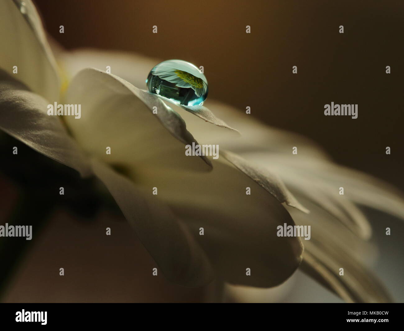 The Art Of Balance. Blue Tear Drop On White Flower Stock Photo - Alamy