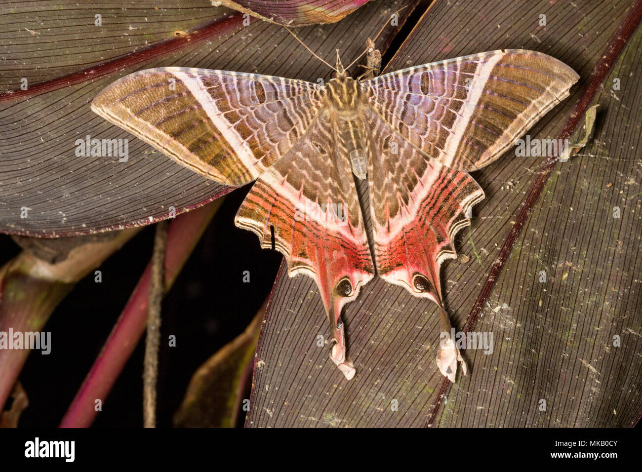 Day Flying Moths Stock Photos & Day Flying Moths Stock Images - Alamy