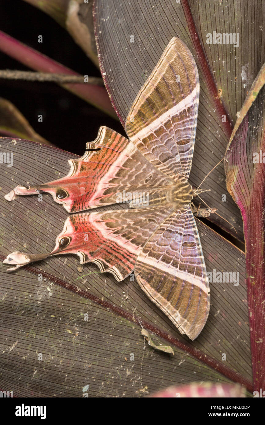 Moths Costa Rica High Resolution Stock Photography and Images - Alamy
