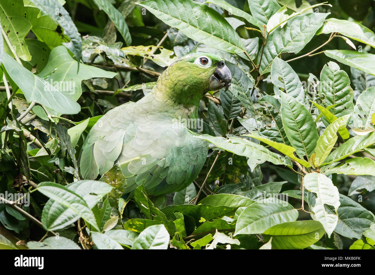 Mealy amazons hi-res stock photography and images - Alamy