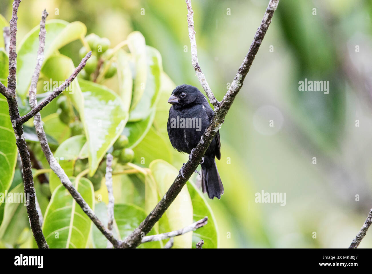 Variable seedeaters hi-res stock photography and images - Alamy