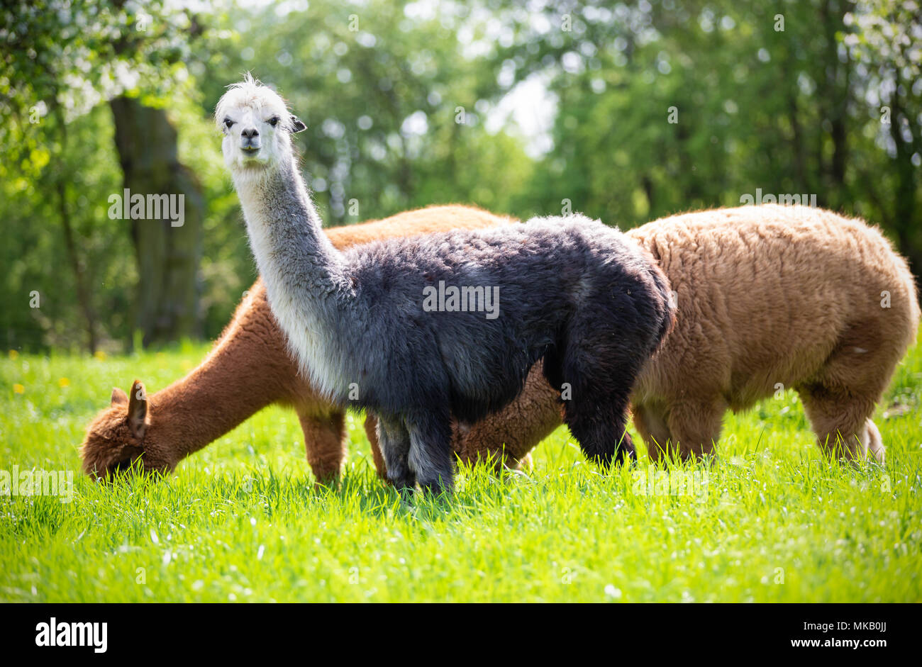 Alpacas while eating grass, South American mammals Stock Photo - Alamy