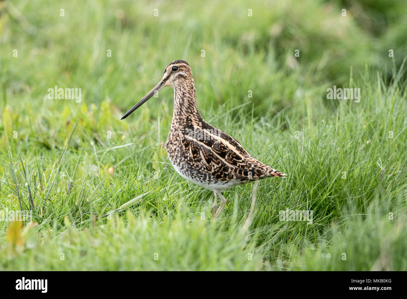 common snipe Gallinago gallinago adult standing on short vegetation ...