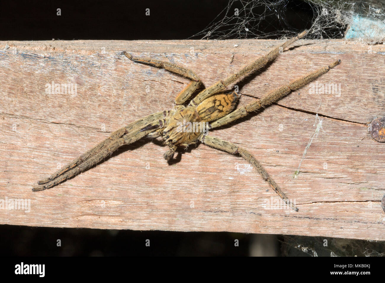 spider lying flat on wood panel, Costa Rica Stock Photo - Alamy